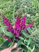Lo & Behold Ruby Chip® Butterfly Bush | Plant Addicts