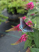 Lo & Behold Ruby Chip® Butterfly Bush | Plant Addicts