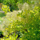 Winecraft Gold® Smokebush | Plant Addicts