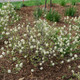 Legend Of The Small Bottlebrush | Plant Addicts