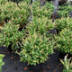 Fizzy Mizzy Sweetspire | Plant Addicts