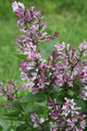 Baby Kim® Lilac | Plant Addicts