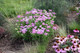 Firefly Amethyst Yarrow | Plant Addicts
