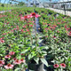 Eye-Catcher Coral Craze Coneflower | Plant Addicts