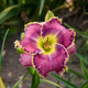 Raspberry Eclipse Daylily | Plant Addicts