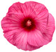 Summerific® Candy Crush Hibiscus | Plant Addicts