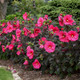 Summerific® Evening Rose Hibiscus | Plant Addicts