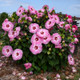 Summerific® Spinderella Hibiscus | Plant Addicts