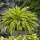 Curly Fries Hosta | Plant Addicts