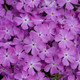 Spring Bling Ruby Riot Phlox | Plant Addicts
