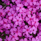 Spring Bling Ruby Riot Phlox | Plant Addicts