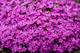 Spring Bling Ruby Riot Phlox | Plant Addicts