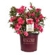 Autumn Jewel Encore Azalea | PlantAddicts.com