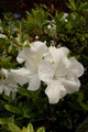 Autumn Ivory Encore Azalea | PlantAddicts.com