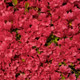 Autumn Ruby Encore Azalea | PlantAddicts.com