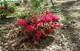Autumn Ruby Encore Azalea | PlantAddicts.com