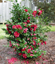 October Magic Ruby Camellia | PlantAddicts.com