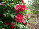 October Magic Ruby Camellia | PlantAddicts.com