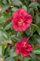 October Magic Ruby Camellia | PlantAddicts.com