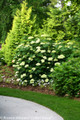 Lime Rickey® Hydrangea | Plant Addicts