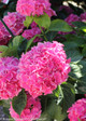 Cityline Vienna® Hydrangea | Plant Addicts
