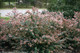 Ruby Anniversary® Abelia | Plant Addicts