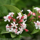 Sweet Emotion® Abelia | Plant Addicts