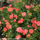 Oso Easy® Urban Legend® Rose Bushes | Plant Addicts