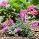 Lo & Behold Ruby Chip® Butterfly Bush | Plant Addicts