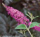 Miss Ruby Butterfly Bush | Plant Addicts