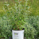 Miss Ruby Butterfly Bush | Plant Addicts