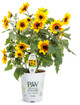 Suncredible® Saturn™ Sunflower | PlantAddicts.com
