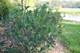 Low Scape Snowfire™ Aronia | Plant Addicts