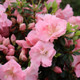 Perfecto Mundo® Epic Pink Carpet™ Azalea | Plant Addicts