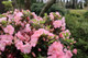 Perfecto Mundo® Epic Pink Carpet™ Azalea | Plant Addicts