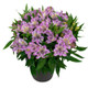 Inca Ice Peruvian Lily | Plant Addicts