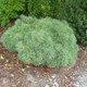 Soft Touch Compact Holly | PlantAddicts.com