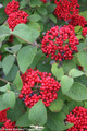 Red Balloon® Viburnum | Plant Addicts
