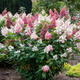 Torch Hardy Hydrangea | Plant Addicts