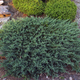 Blueberry Delight Juniper | Plant Addicts