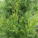 Brodie Eastern Red Cedar | Plant Addicts