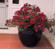 Red Flower Carpet Rose | Plant Addicts
