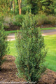 Sky Box® Japanese Holly | Plant Addicts