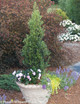 Sky Box® Japanese Holly | Plant Addicts