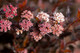 Little Devil Ninebark | Plant Addicts