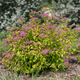 Little Spark® Spirea | Plant Addicts