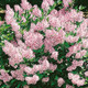 Baby Kim® Lilac | Plant Addicts