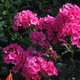 Volcano® Red Garden Phlox | Plant Addicts