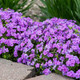 Spring Bling Ruby Riot Phlox | Plant Addicts