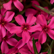 Campfire® Flame Bidens | Plant Addicts